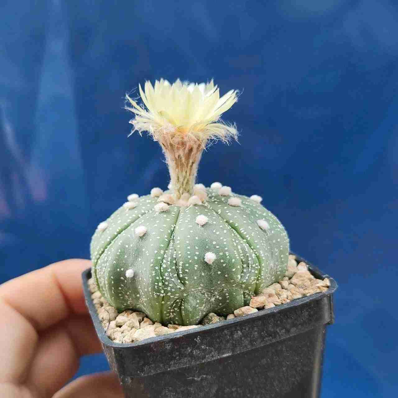 Astrophytum Asterias Fukuryu “STAR SHAPE” POT 6 CM On its own root RARE ...