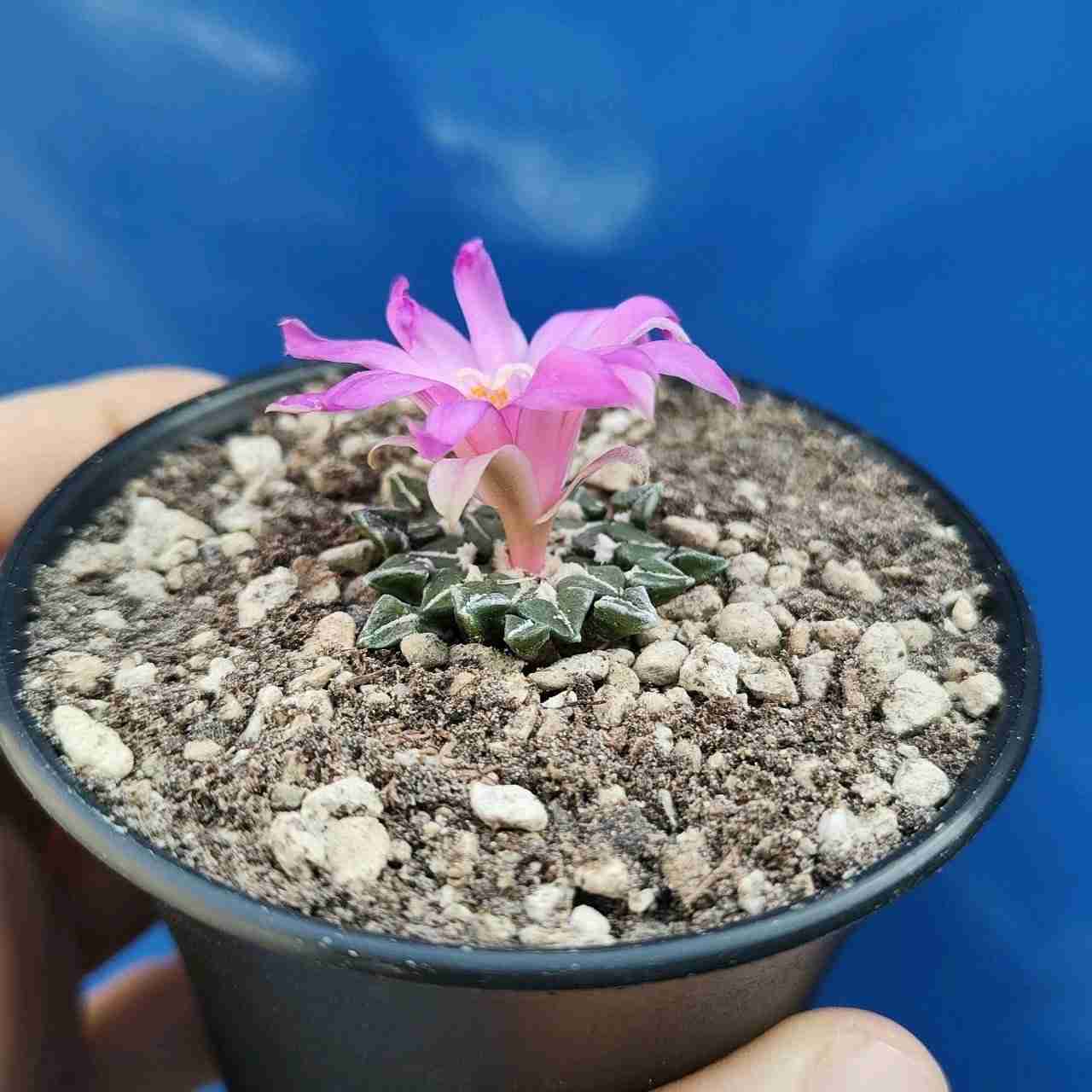 Ariocarpus macdowellii PP 425 Coahuila (Mexico) POT 8 CM On its own ...