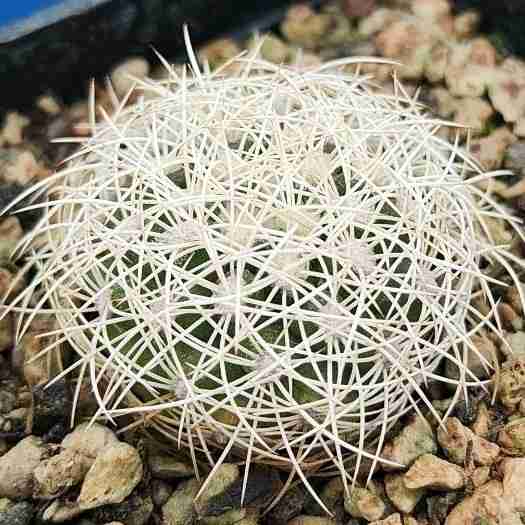Discocactus araneispinus POT 6 CM On its own root RARE!!!! – La Casa ...
