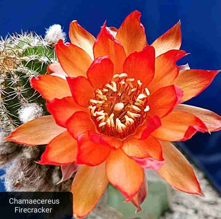 Chamaecereus Firecracker X2 (FLOWER IN THE FIRE) POT 6 CM On its own ...